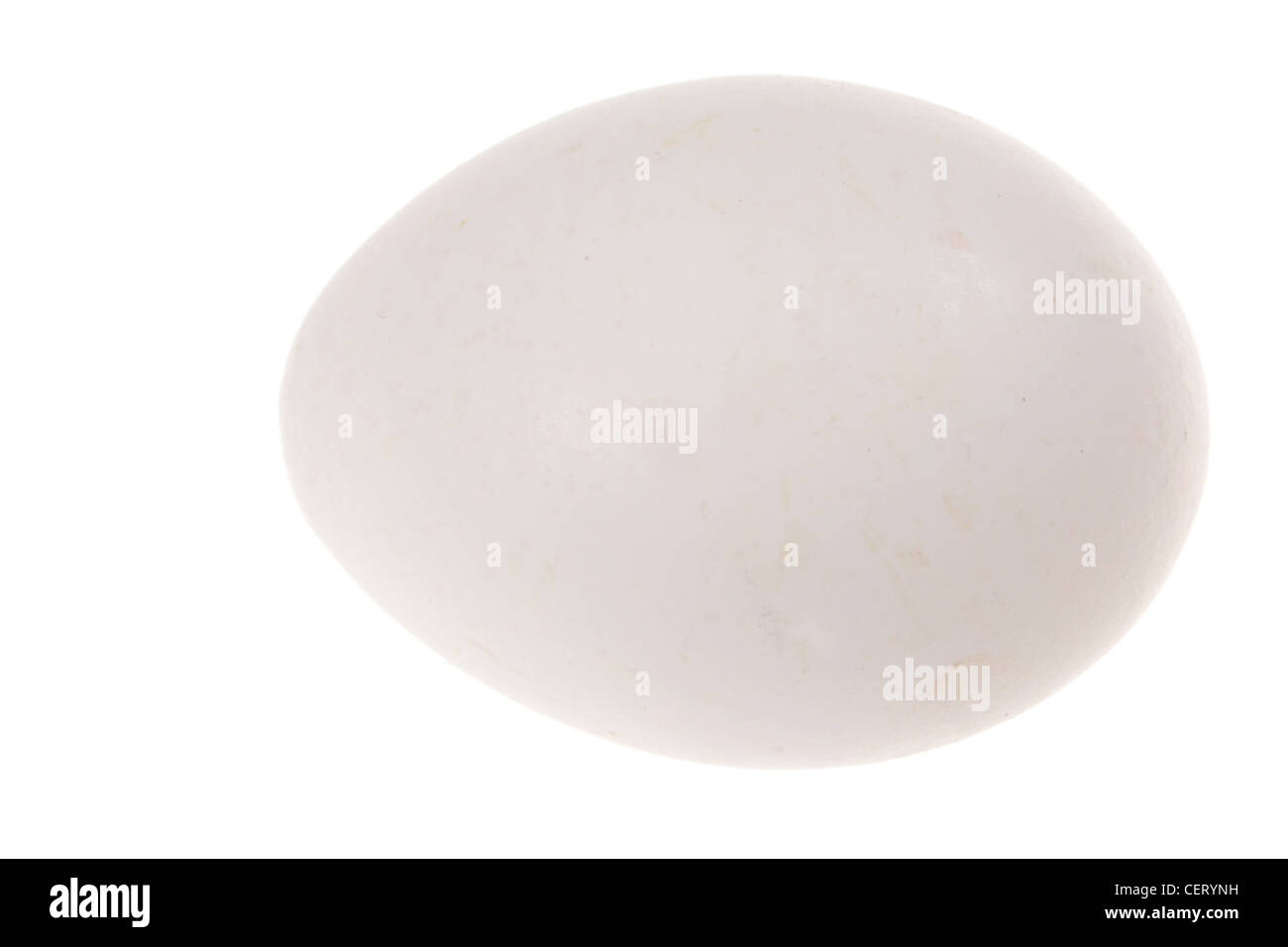 One egg, photo on the white background Stock Photo - Alamy