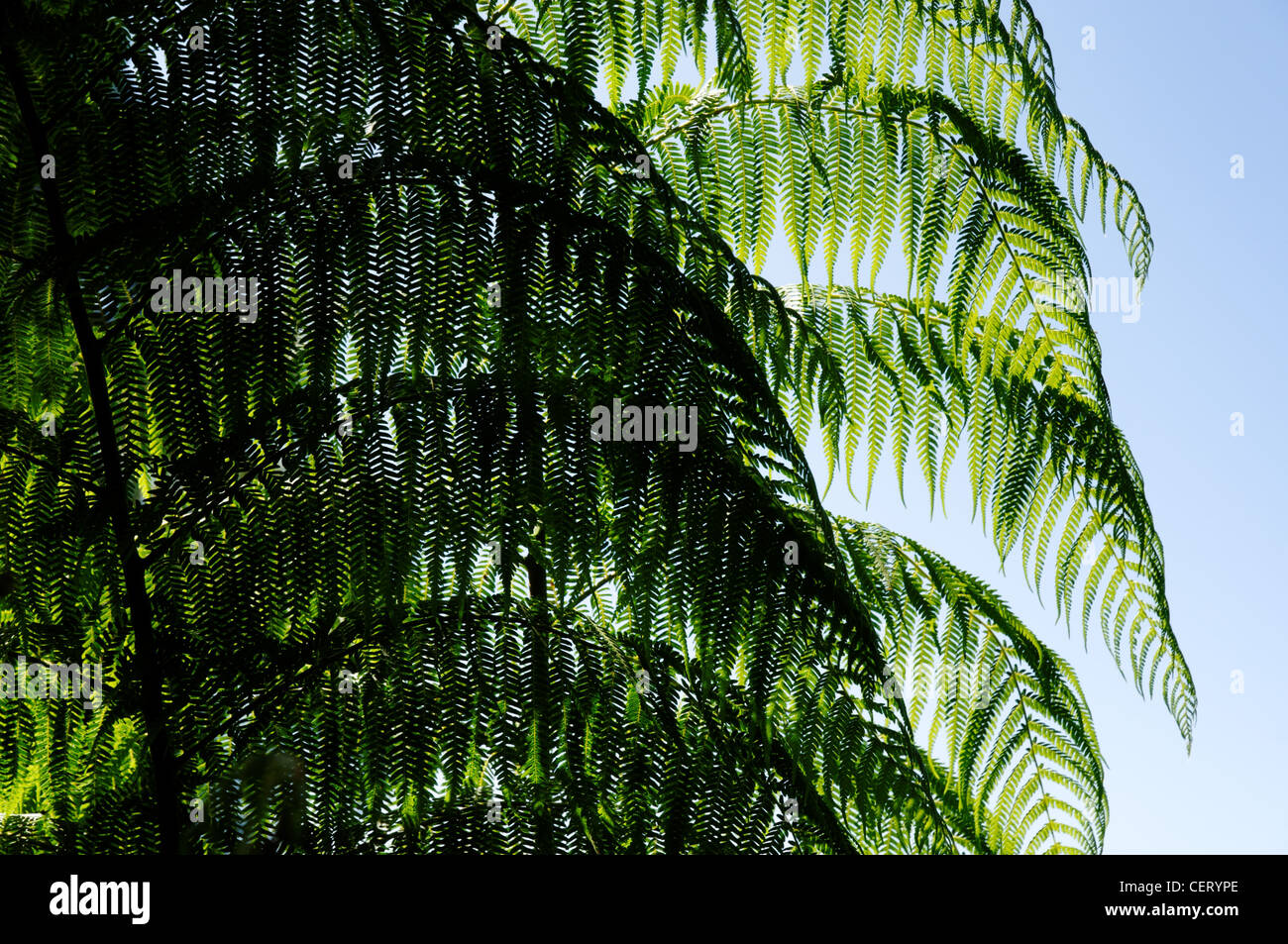 Ferns in the Australian forests Stock Photo - Alamy