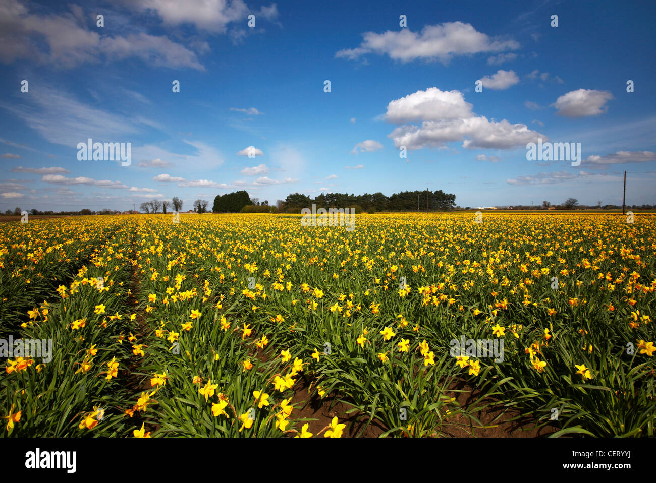 Daffodil border hi-res stock photography and images - Alamy