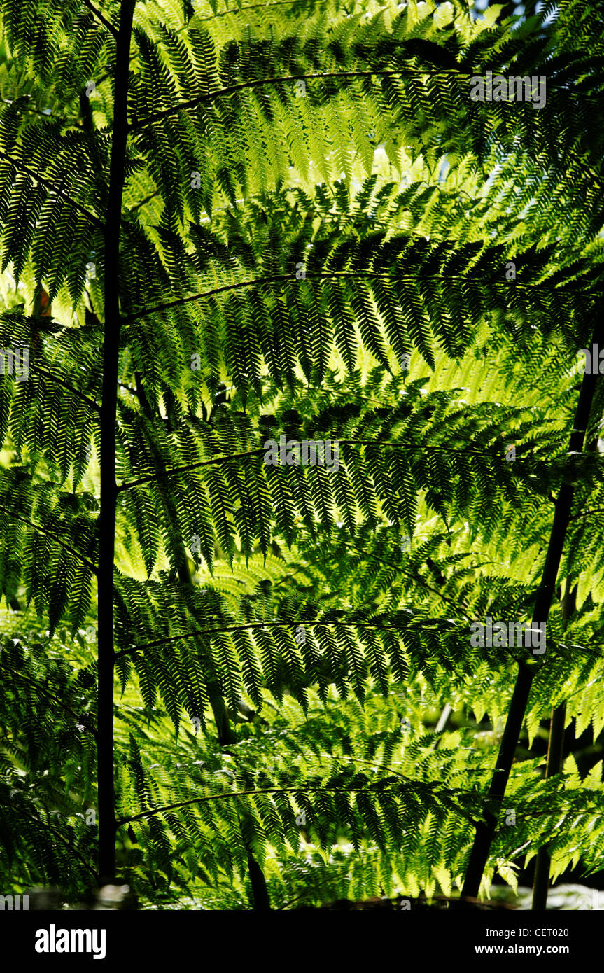 Ferns in the Australian forests Stock Photo - Alamy
