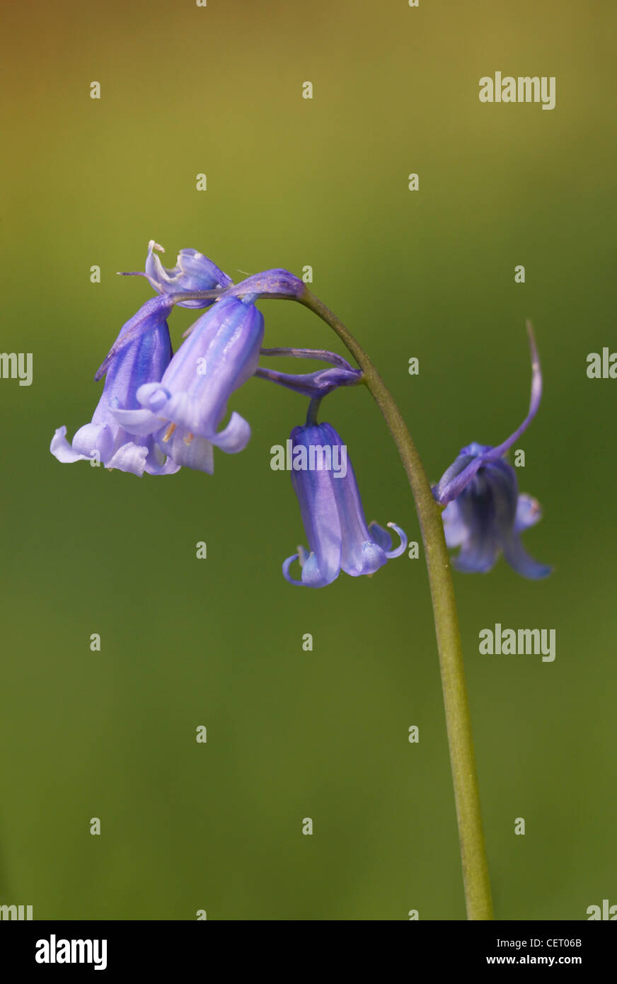 Bluebell in woodland hi-res stock photography and images - Alamy