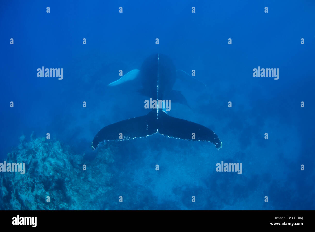 A female Humpback whale, Megaptera novaeangliae, rests head down near ...