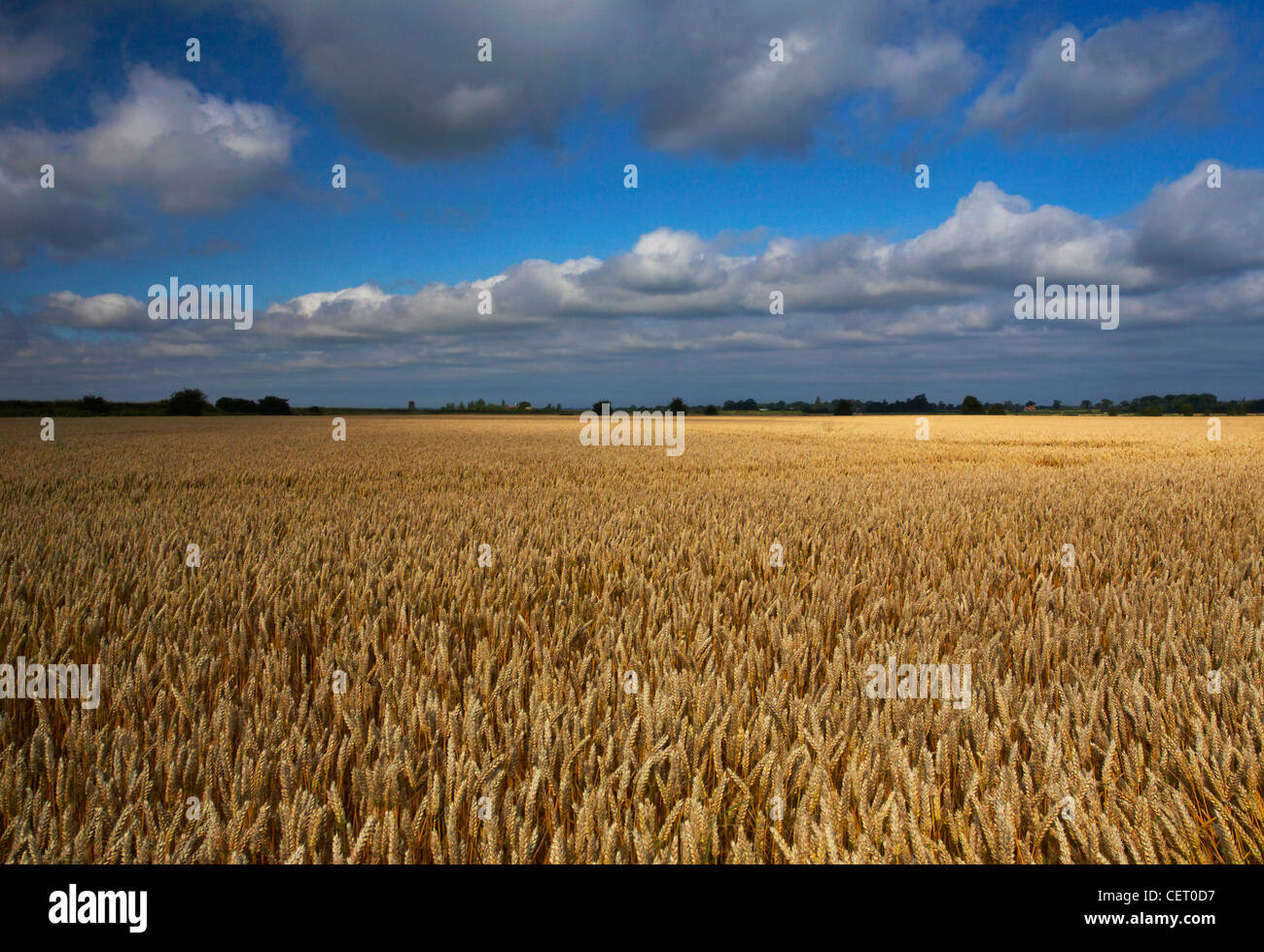 British summer field hi-res stock photography and images - Alamy