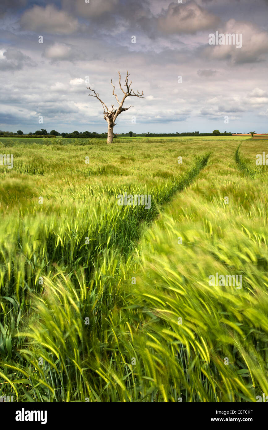 A tree and Barley field during a storm in the Norfolk countryside Stock ...