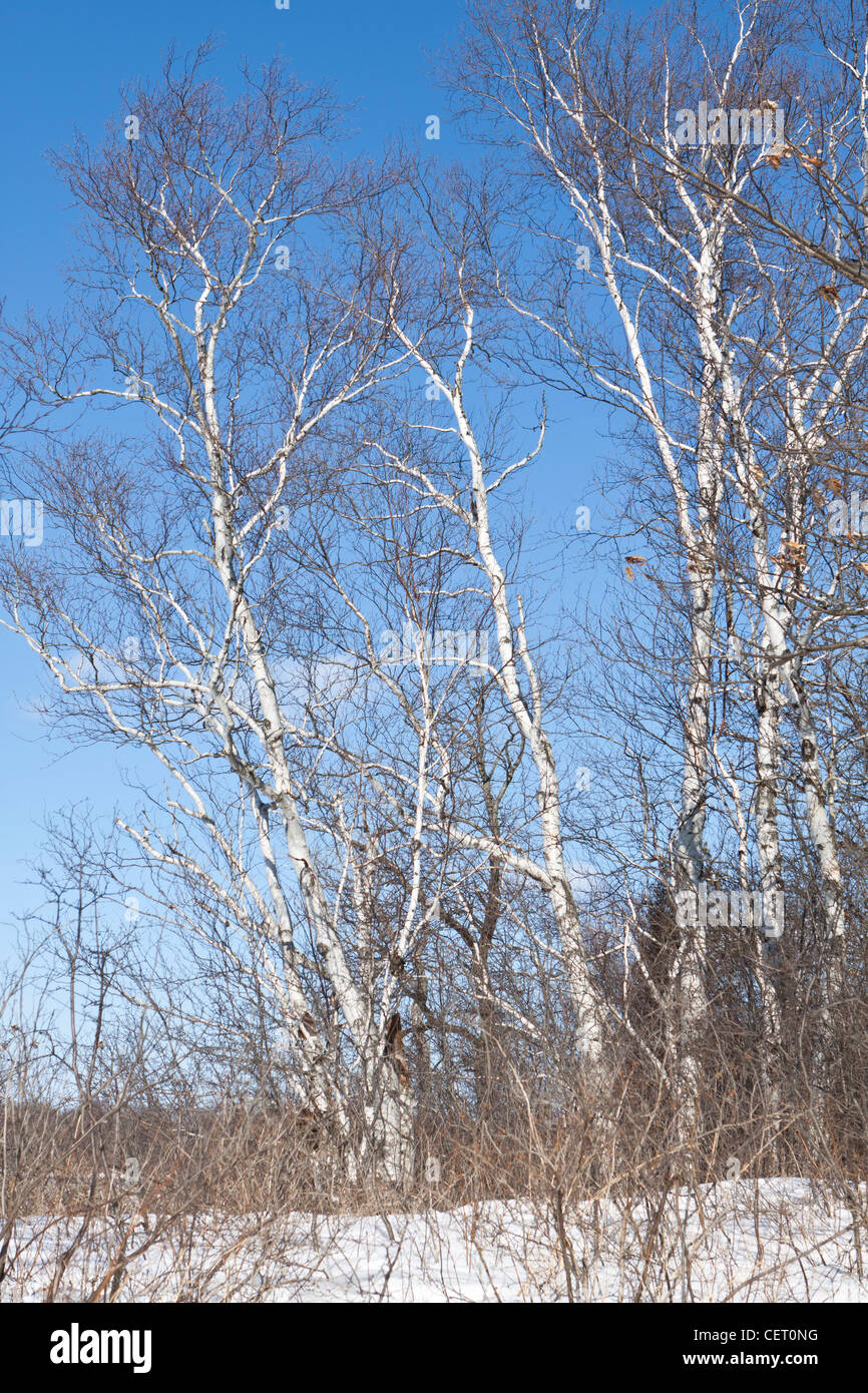 Birch tree winter hi-res stock photography and images - Alamy