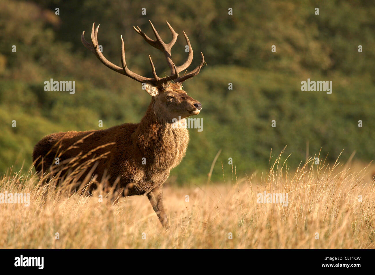A Red Deer stag in the Peak District National Park Stock Photo - Alamy