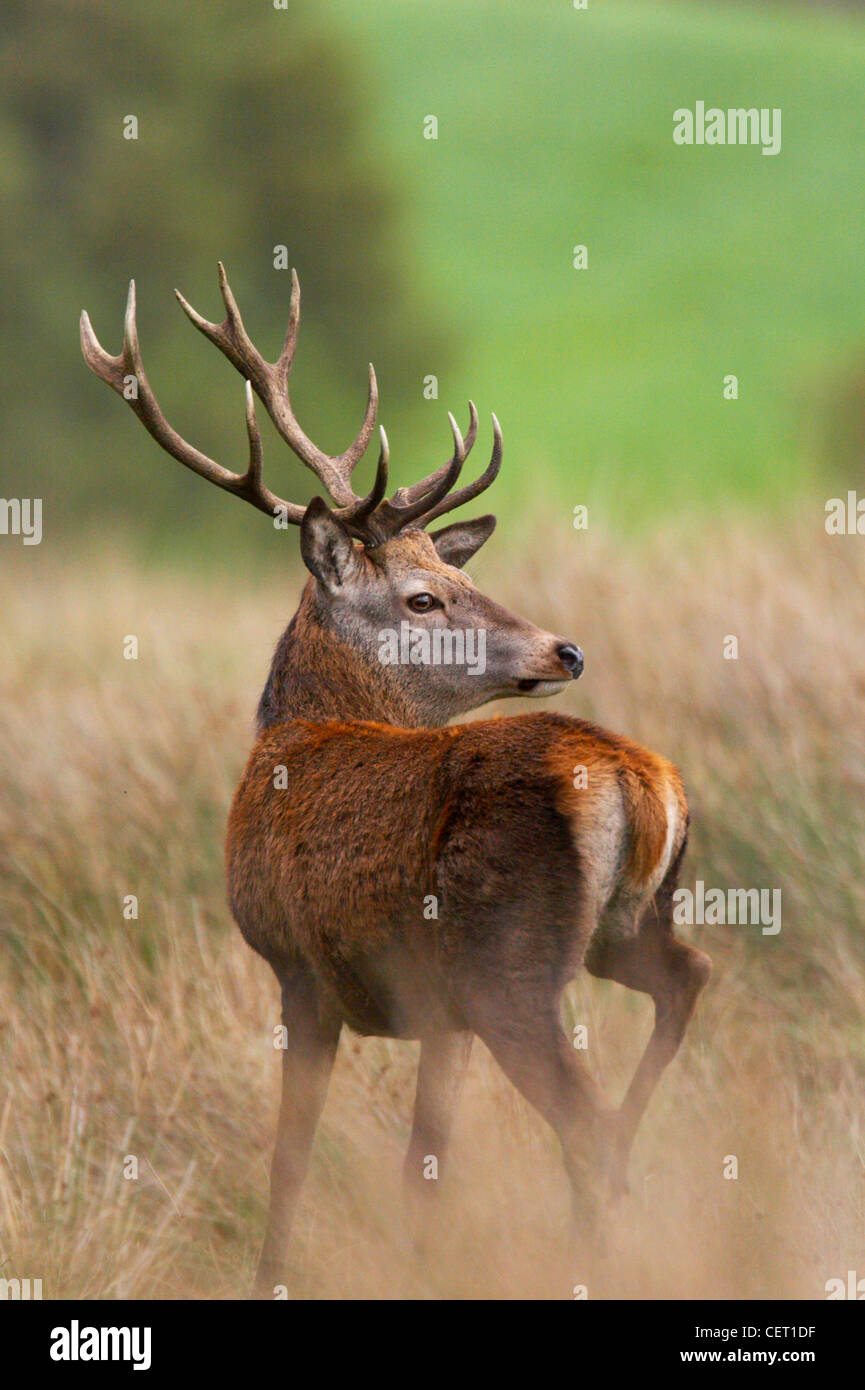 A Red Deer stag in the Peak District National Park Stock Photo - Alamy
