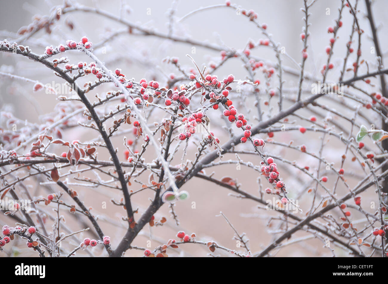 Red berries covered in frost Stock Photo - Alamy