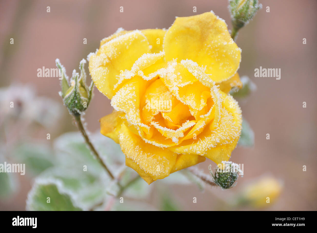 Yellow rose covered in frost and ice Stock Photo - Alamy