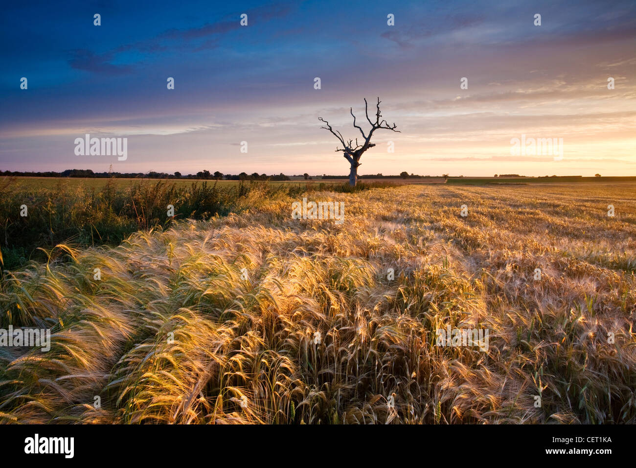 Norfolk england uk farming agriculture harvest hi-res stock photography ...