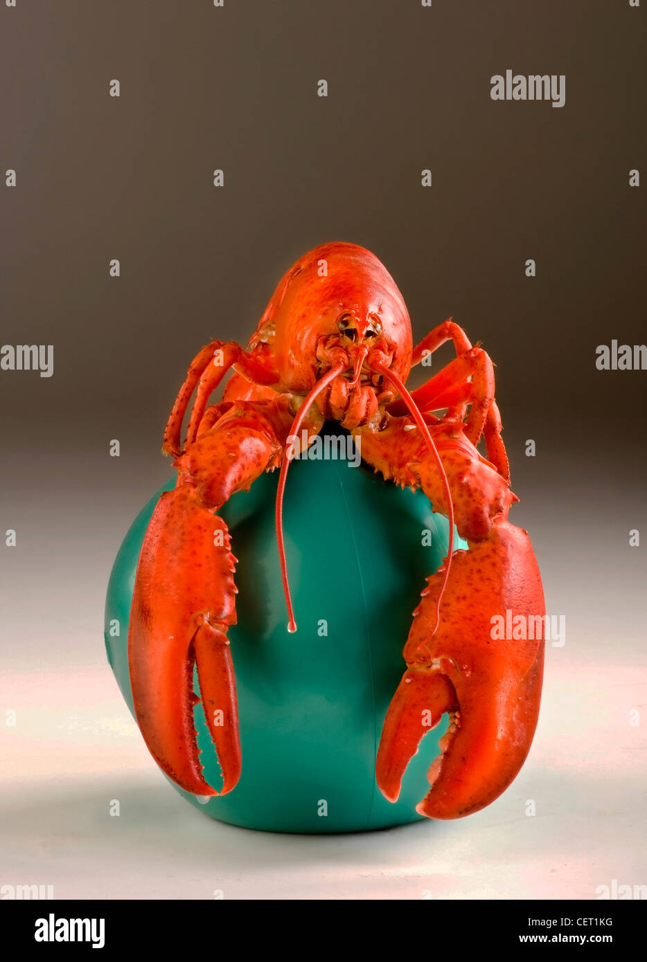 Lobster armor hi-res stock photography and images - Alamy