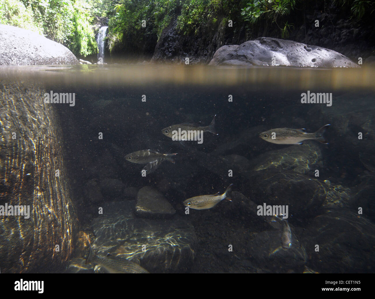 Jungle perch (Kuhlia rupestris) in pool below Wainibau Falls, Lavena ...