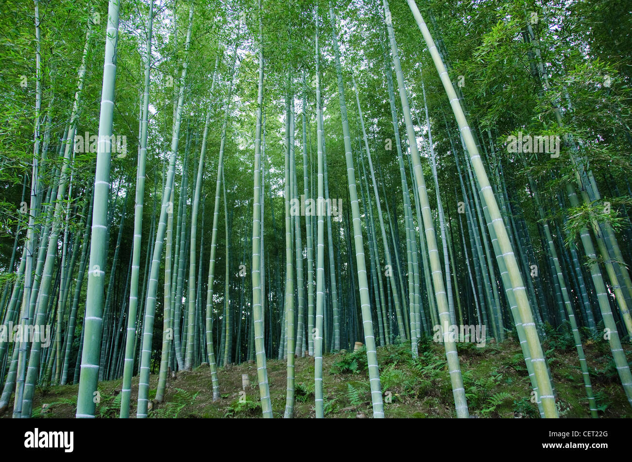 Background of a green japanese bamboo forest seen from the side Stock ...