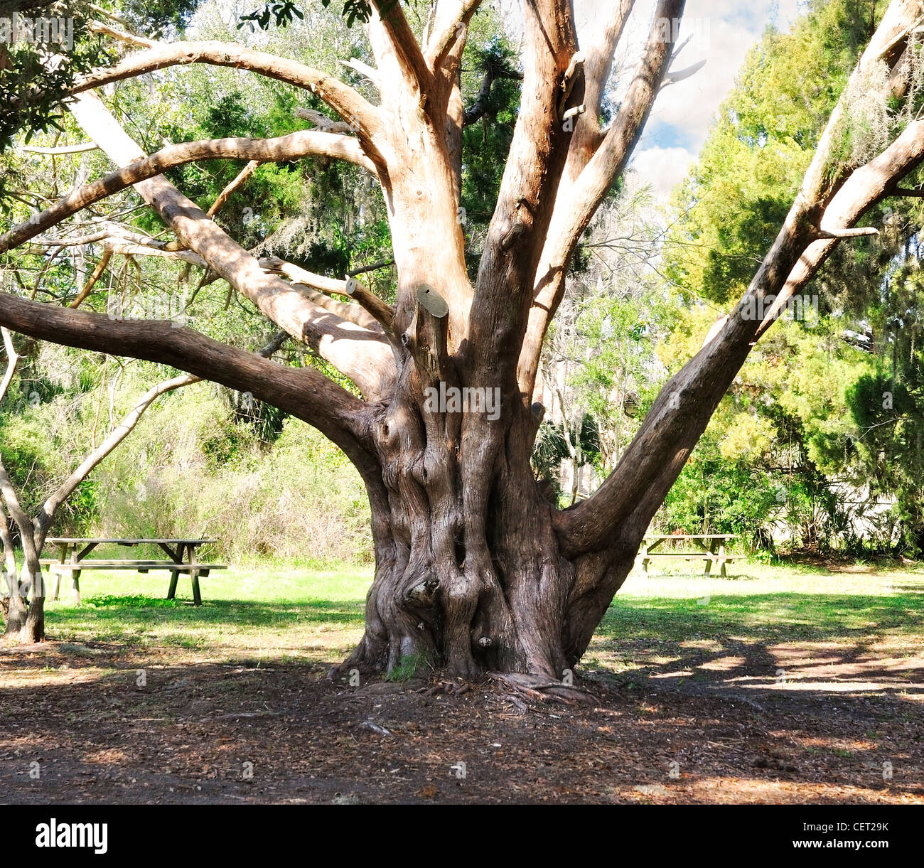 A Big Old Tree In A Tropical Park Stock Photo - Alamy