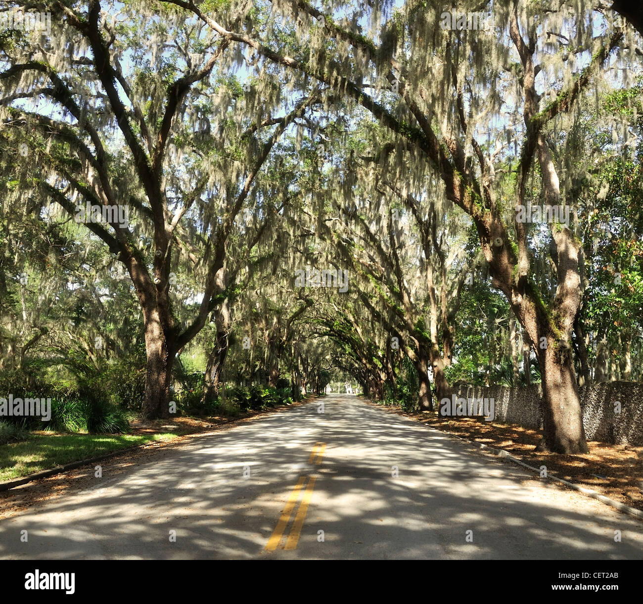 Tree moss landscape hi-res stock photography and images - Alamy