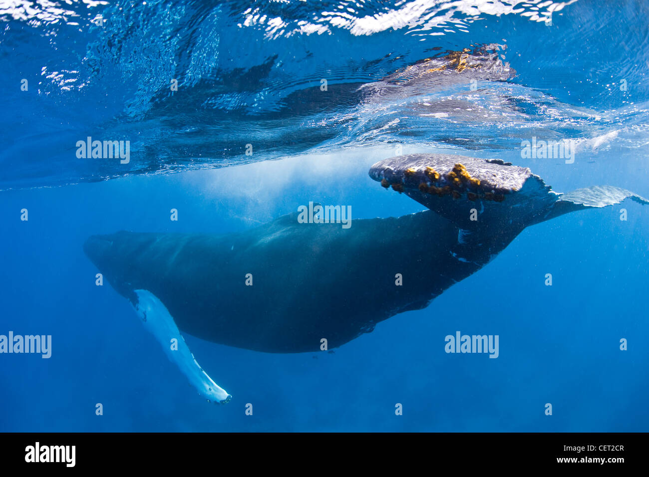 Barnacles cover the edges of a Humpback whale's fluke, Megaptera ...