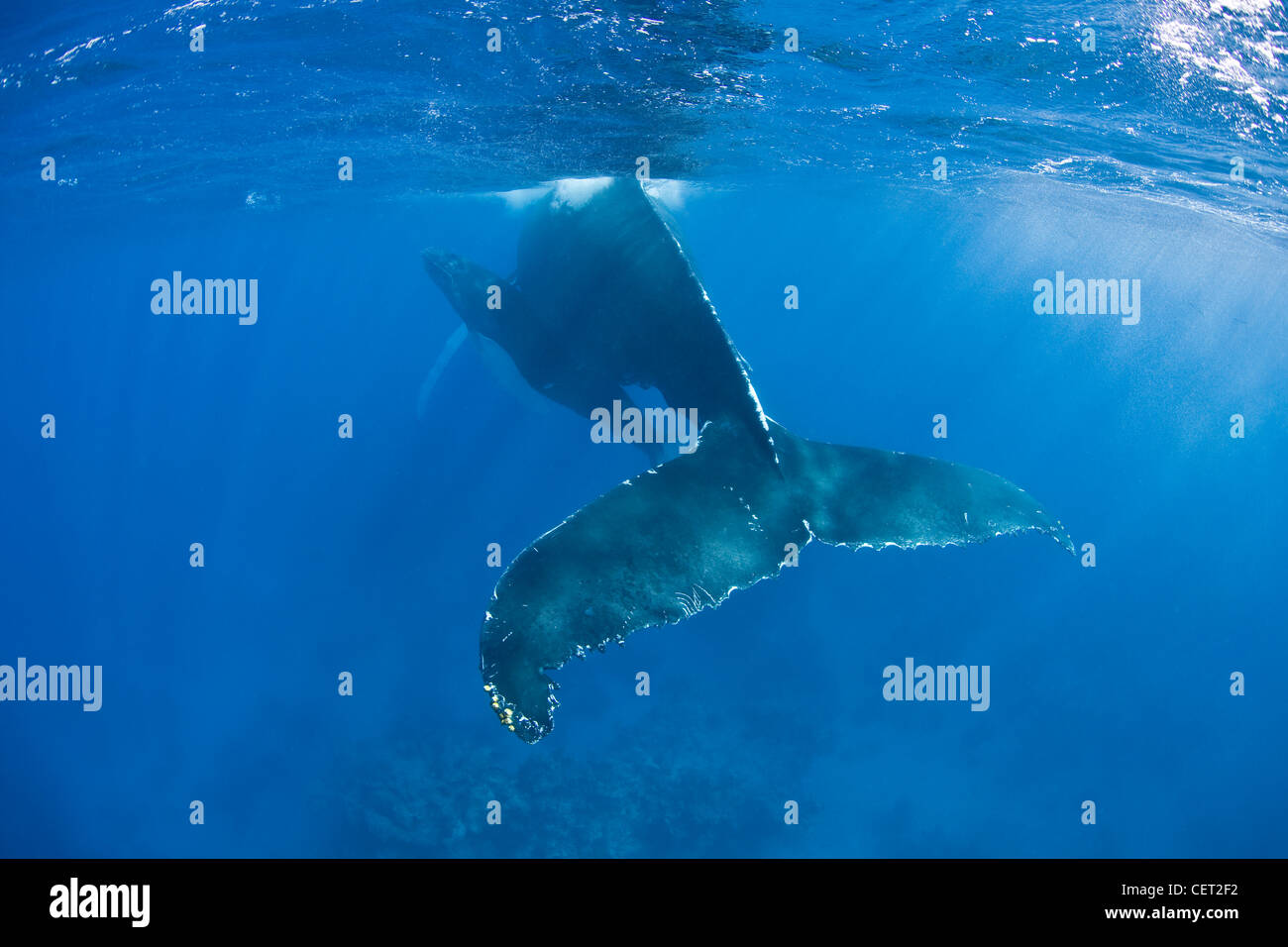 Sunlight illuminates the fluke of a mother Humpback whale, Megaptera ...