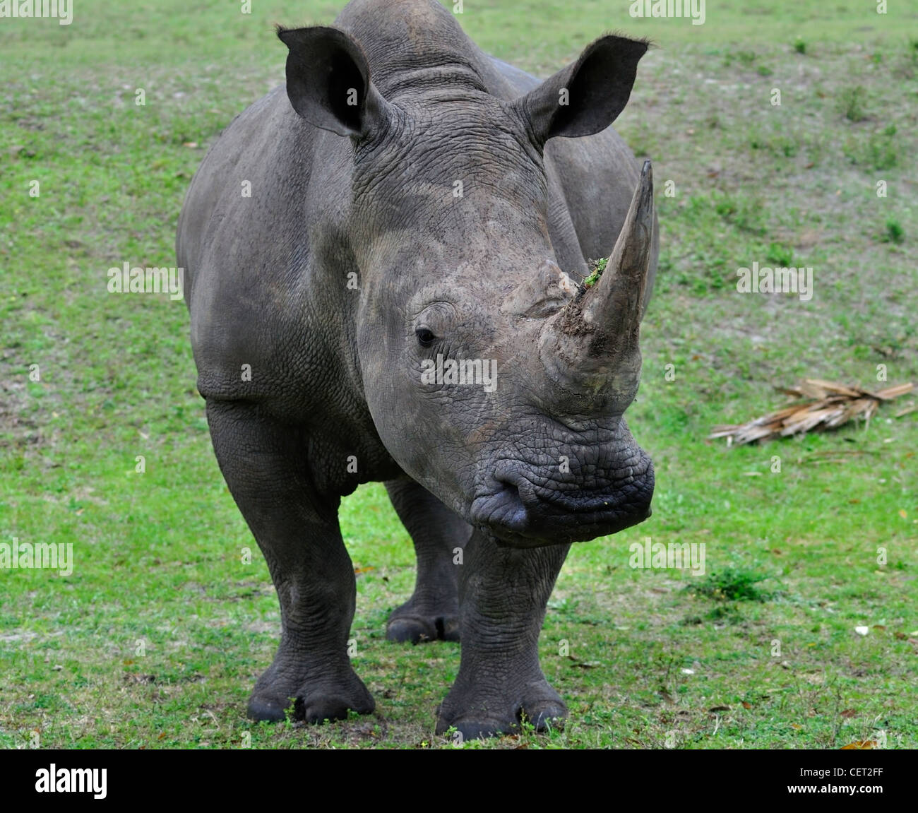 White Rhinoceros , Close Up Shot Stock Photo - Alamy