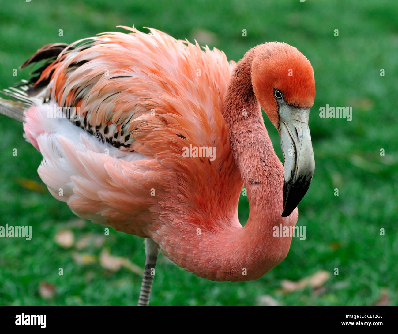 Flamingo close up hi-res stock photography and images - Alamy