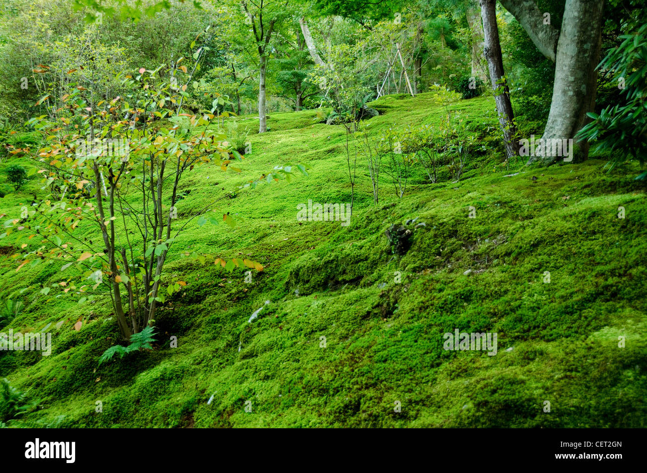 Forest floor covered with moss, natural green background Stock Photo ...
