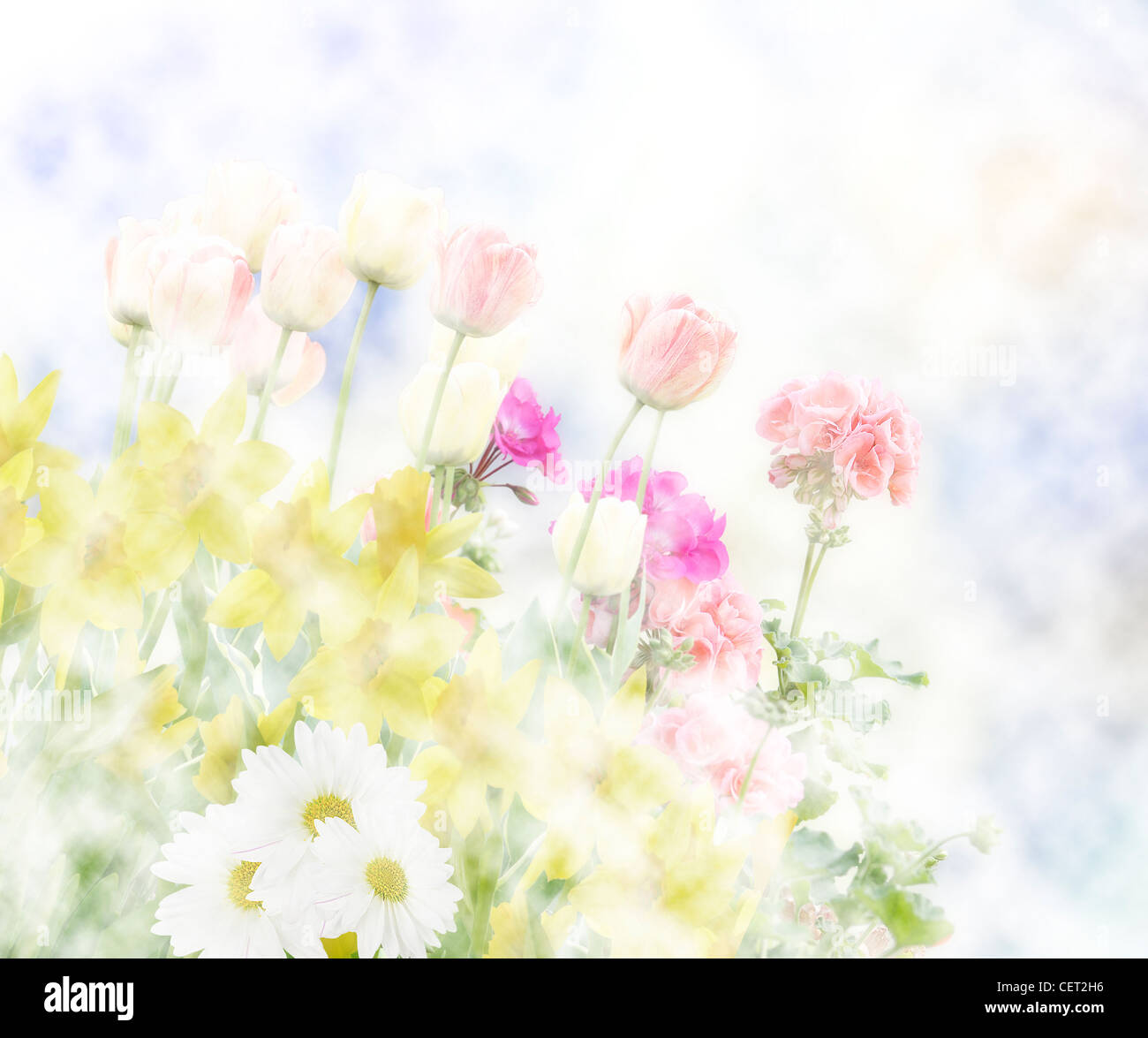 Colorful Abstract Spring Flowers Background Stock Photo - Alamy