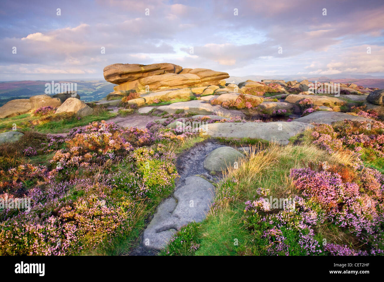 Dawn light on heather by a rocky outcrop on Stanage Edge, the longest ...