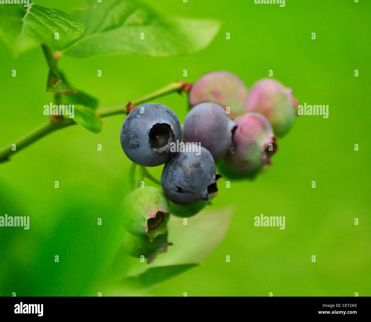 blueberries on a branch , close up Stock Photo - Alamy