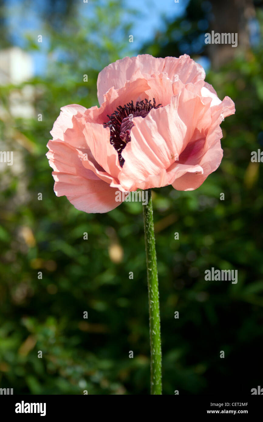 Single Pink Poppy High Resolution Stock Photography and Images - Alamy