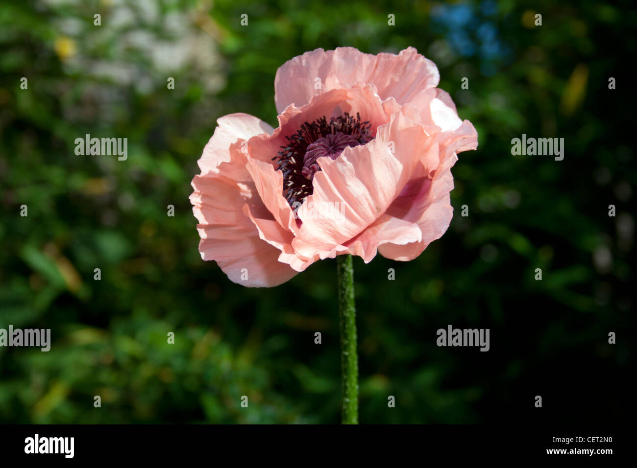 Pink Poppy in garden Stock Photo - Alamy
