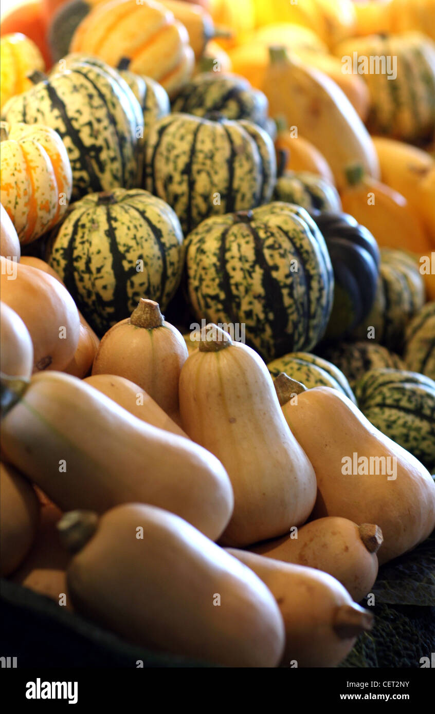 A selection of butternut squash at Knights Hill Farm, Kings Lynn ...