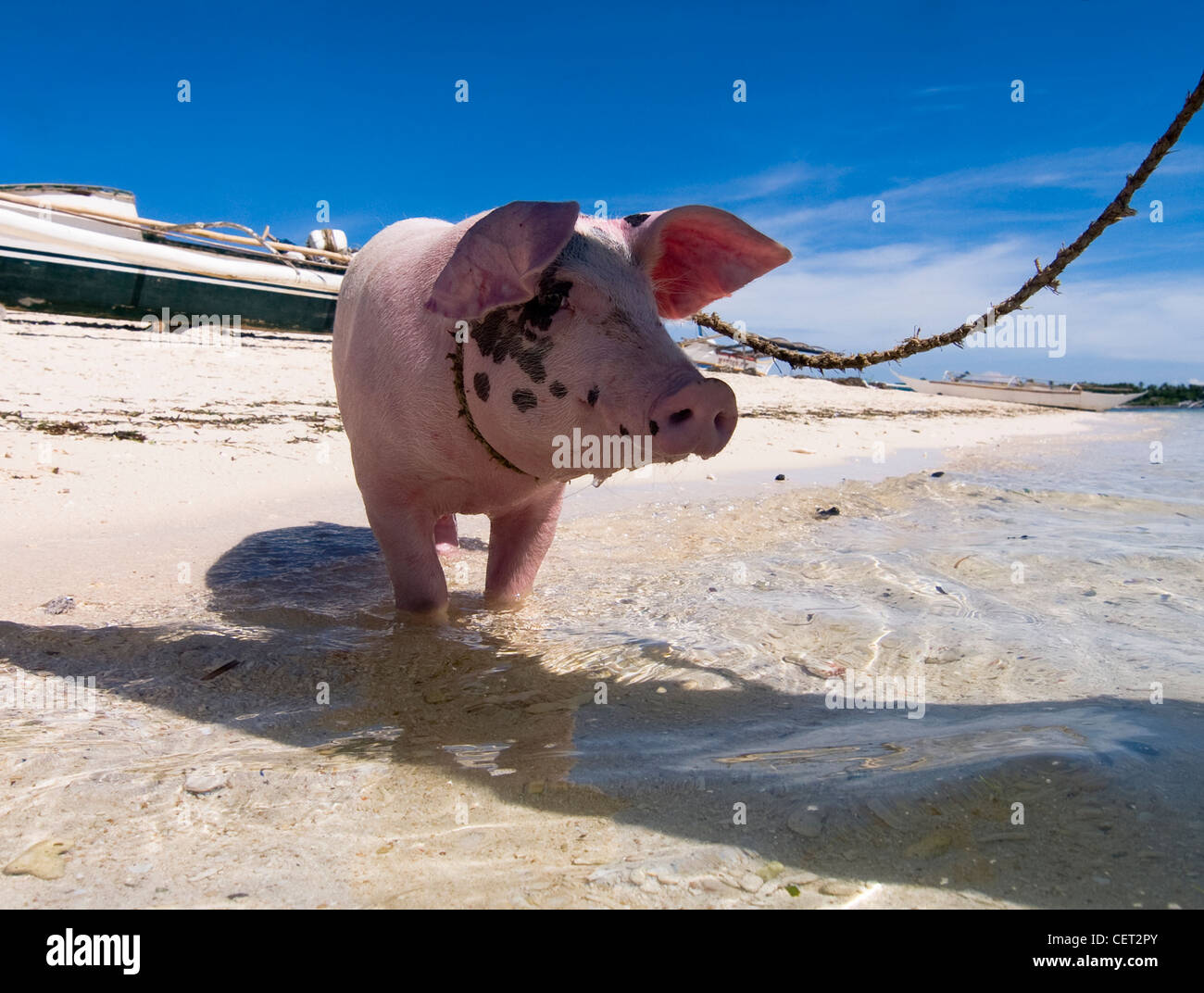 A cute pig on a white sand beach in Cebu, Philippines Stock Photo - Alamy