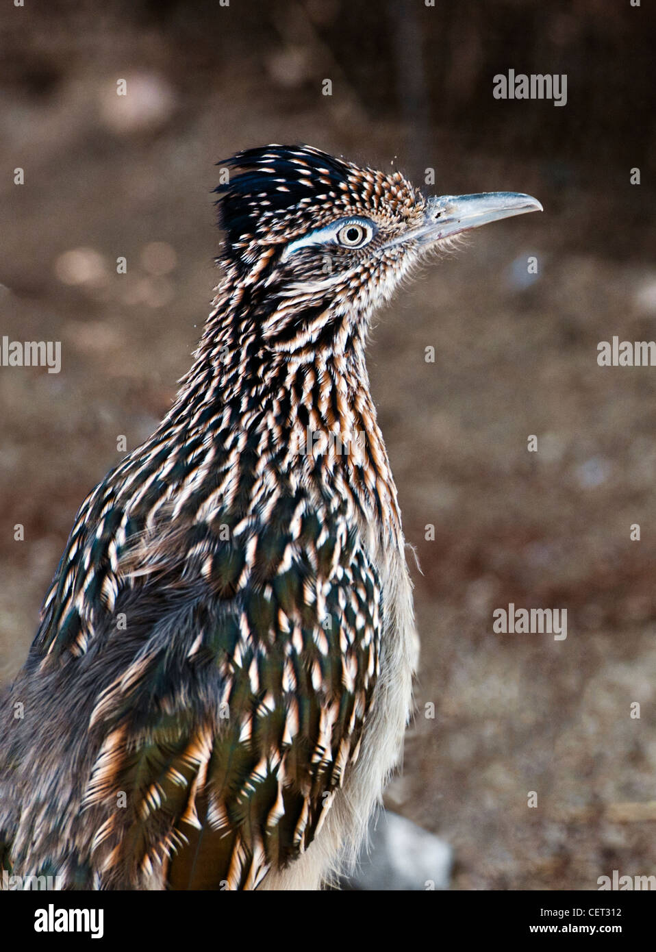 Roadrunner (Geococcyx californianus) in Palm Desert California ...