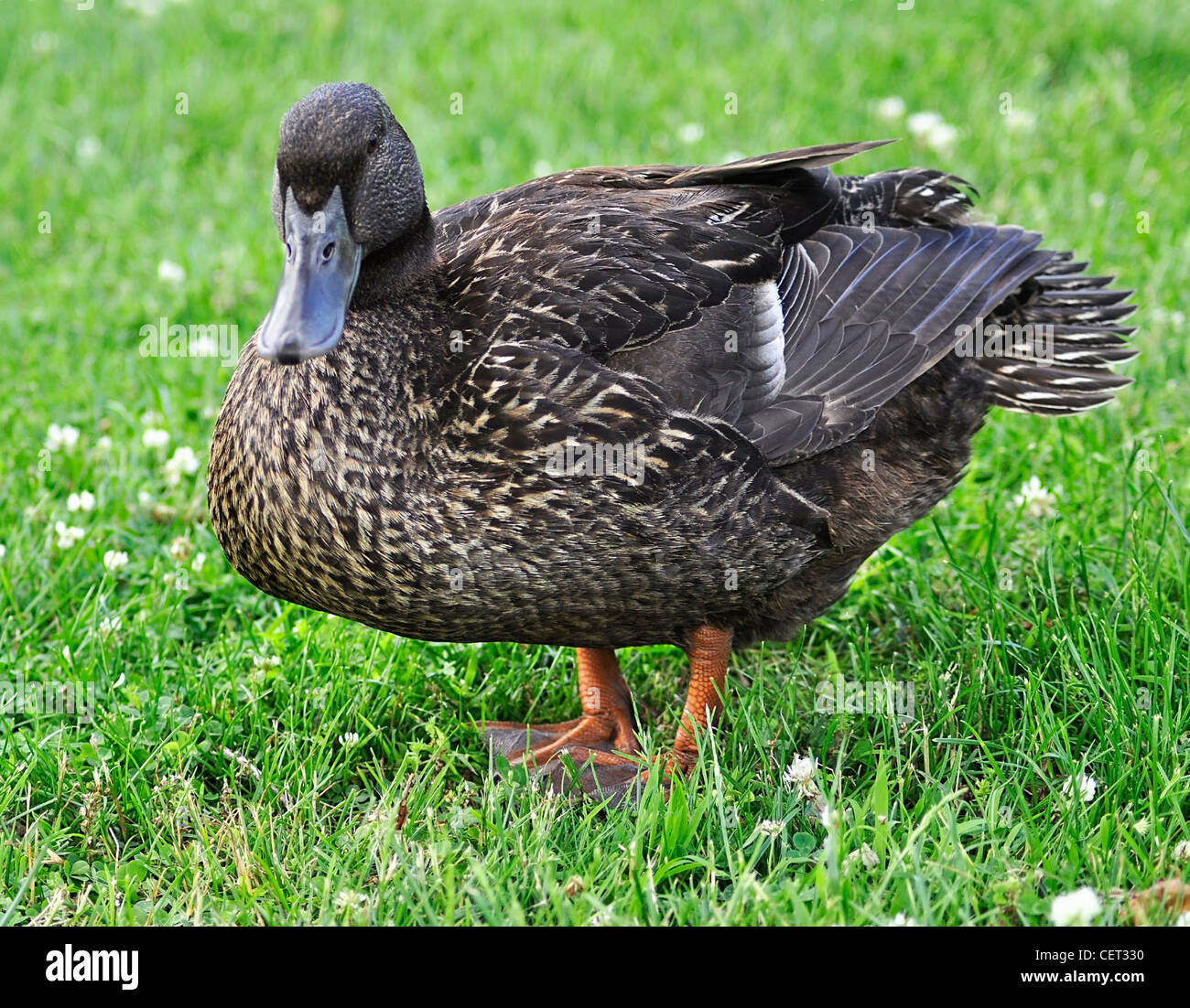 a wild duck in the park Stock Photo - Alamy