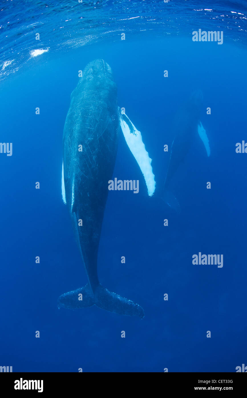A male Humpback whale, Megaptera novaeangliae, surfaces to breathe ...