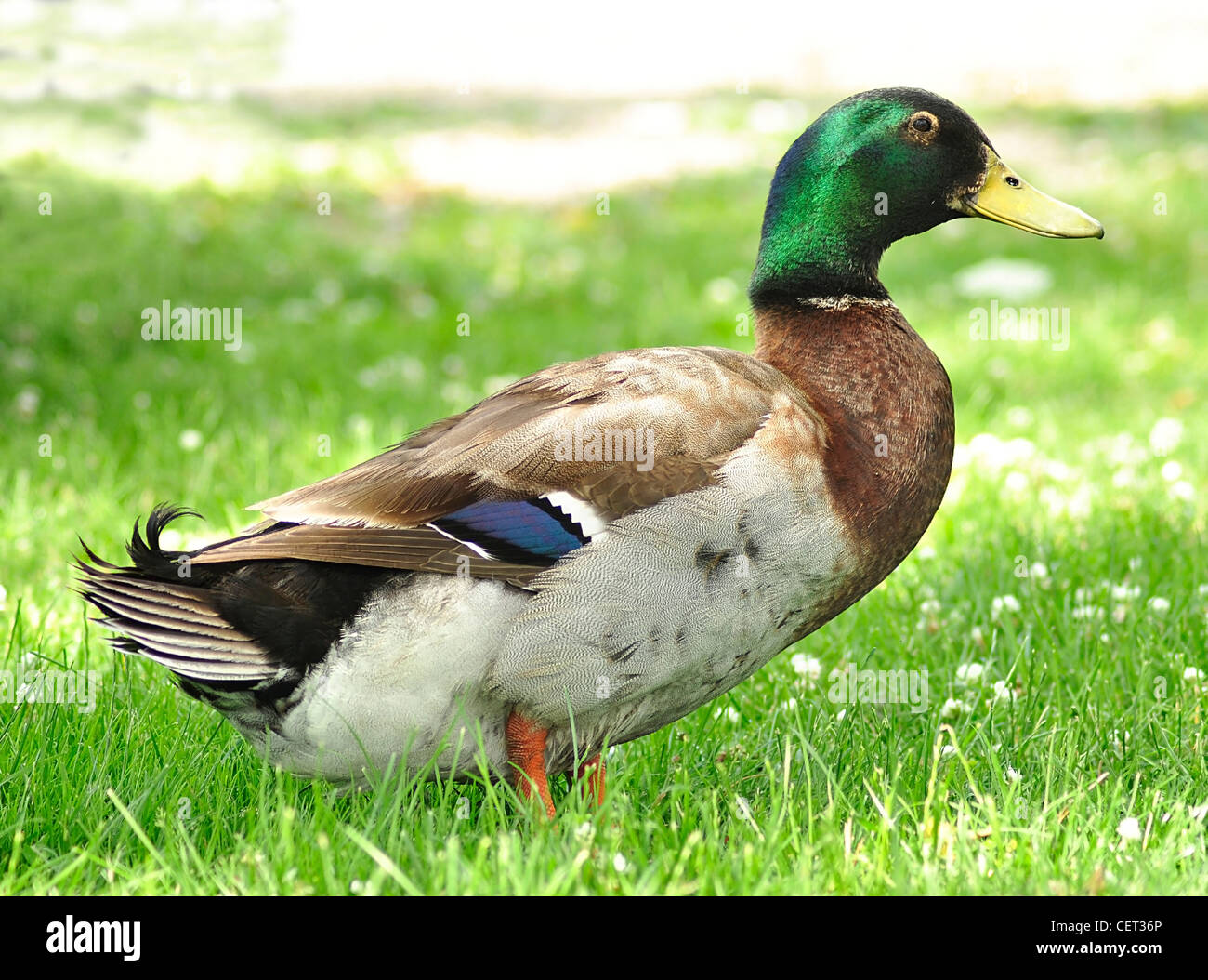 colorful Mallard Duck in the park Stock Photo - Alamy