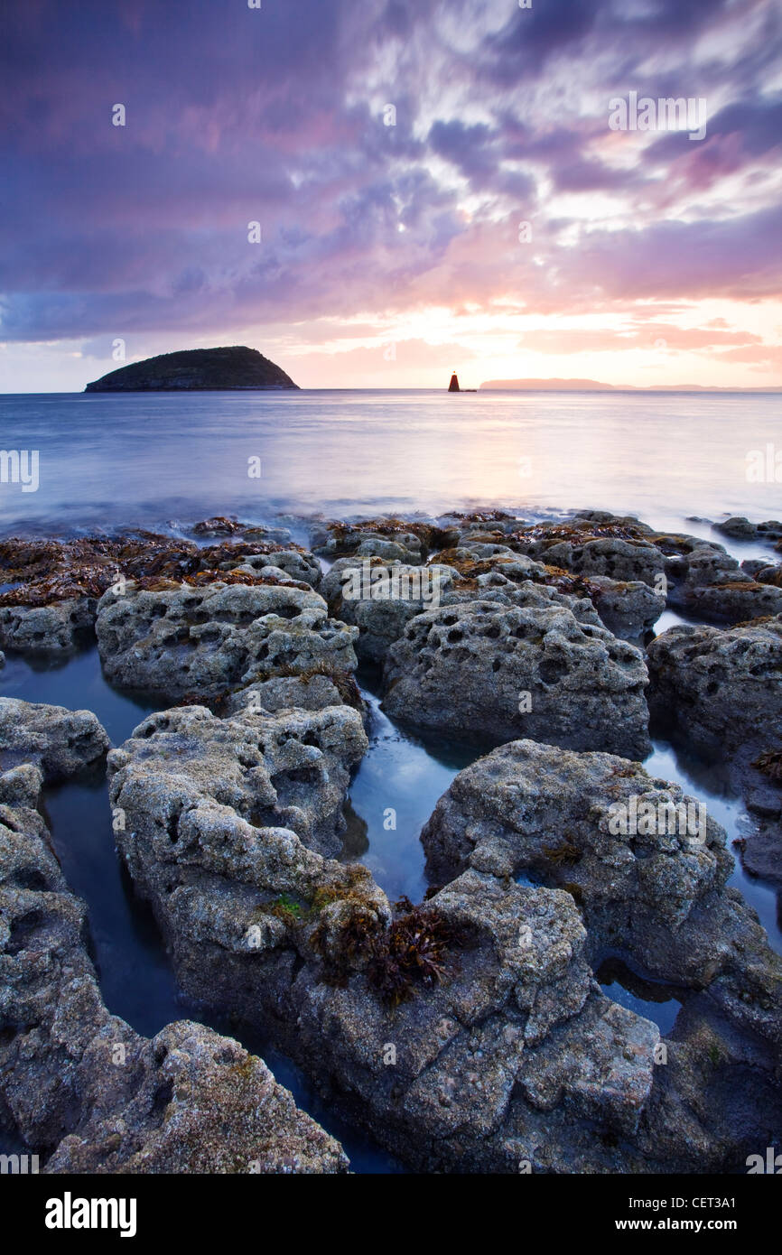 Ynys seiriol puffin island hi-res stock photography and images - Alamy