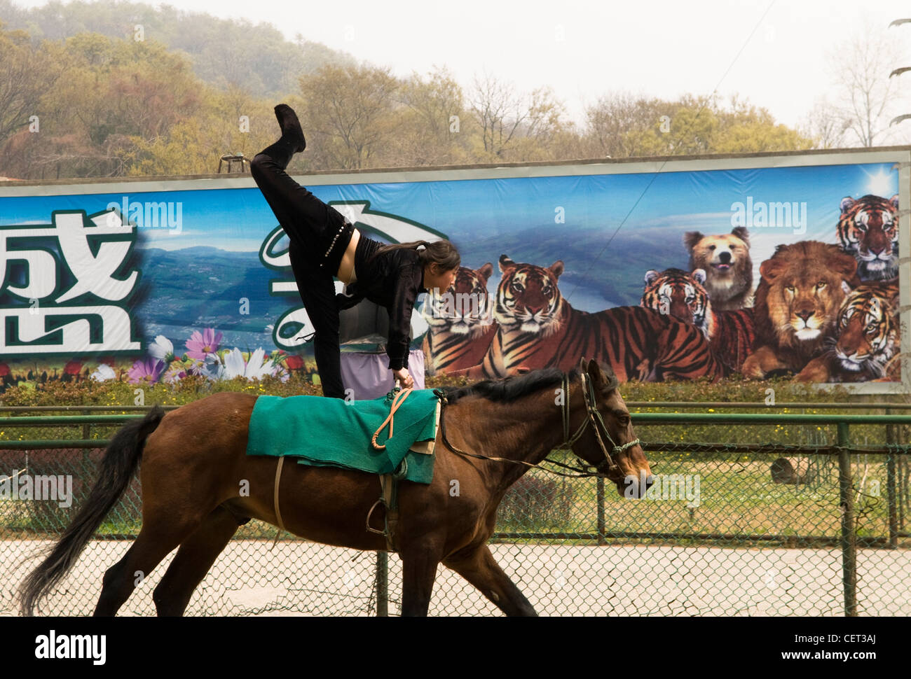 Chinese acrobats riding their horses backwards Stock Photo - Alamy