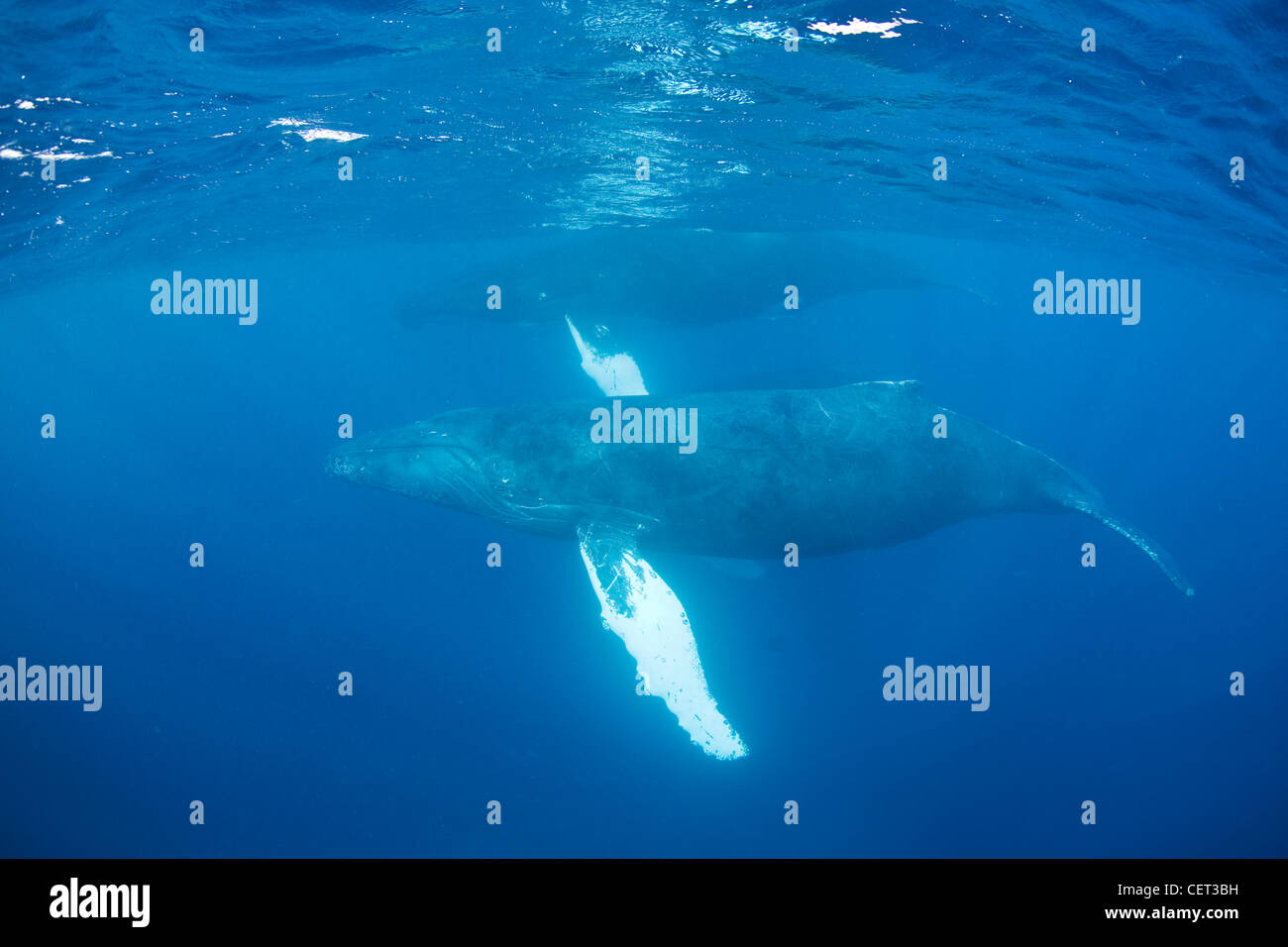A female and male escort Humpback whale, Megaptera novaeangliae, swim ...