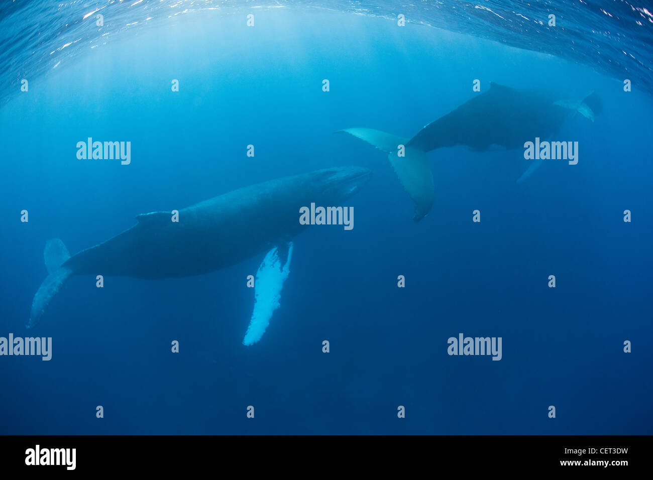 A male escort Humpback whale, Megaptera novaeangliae, follows a mother ...