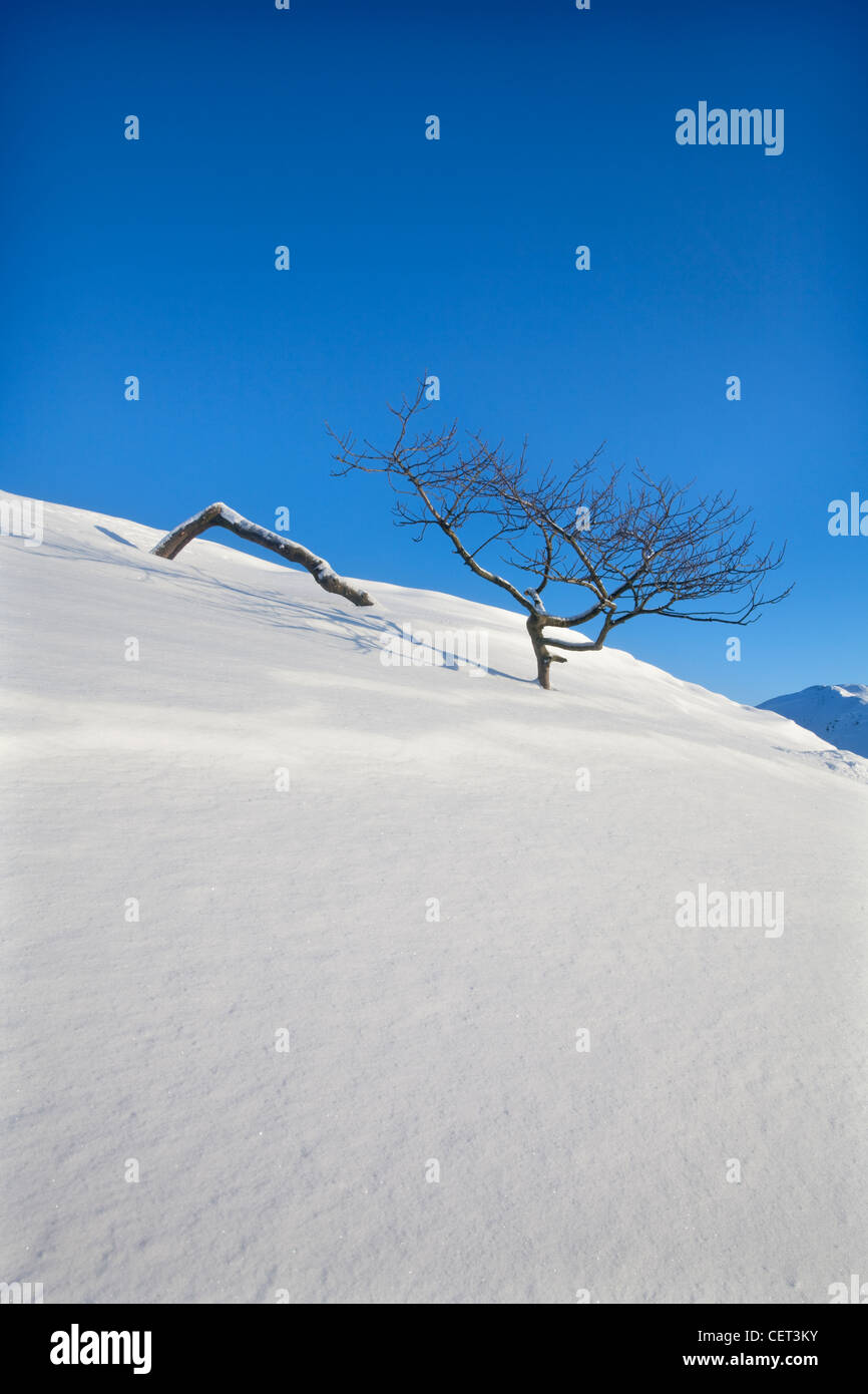 Heavy tree hi-res stock photography and images - Alamy