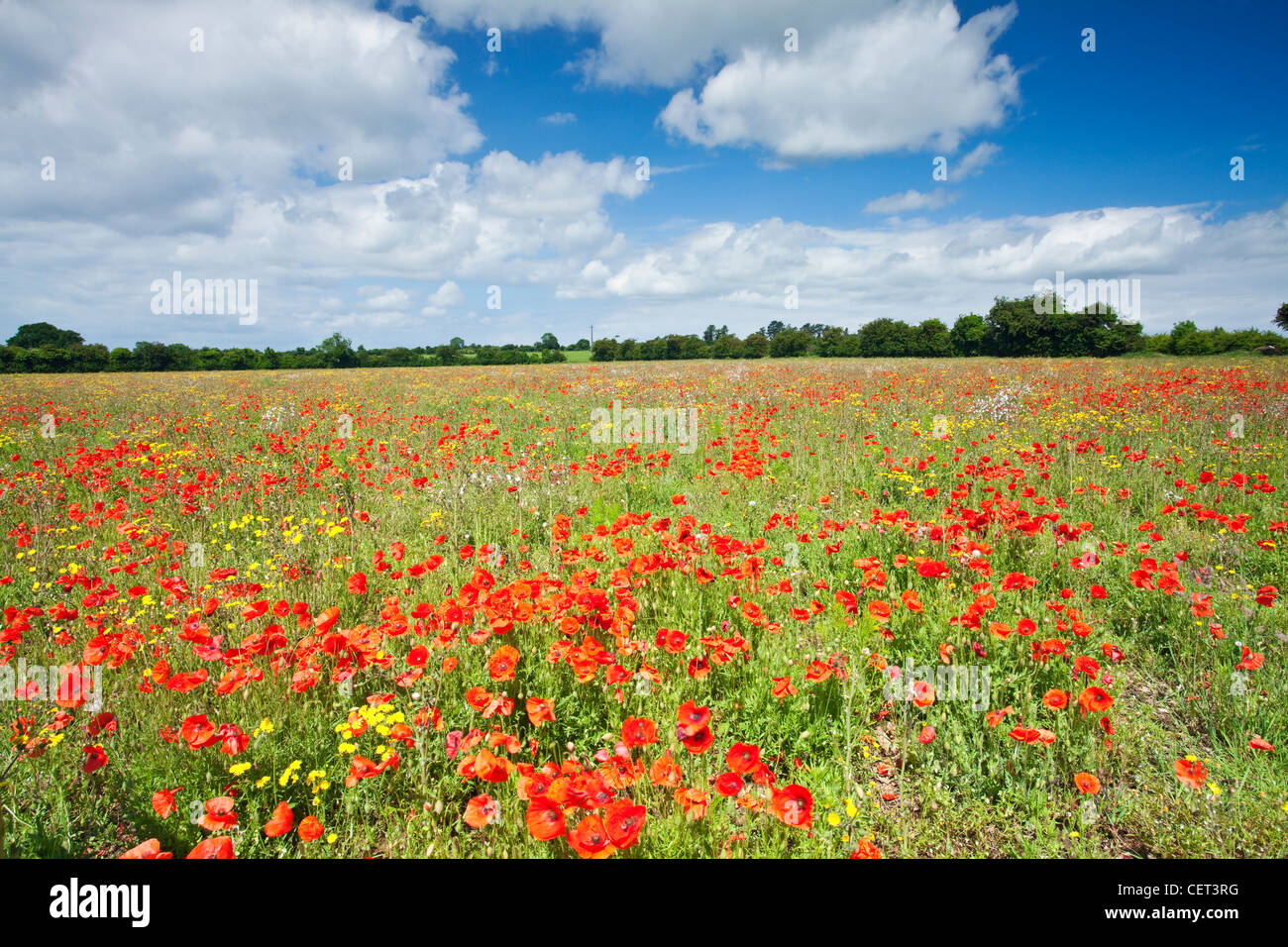 The norfolk hi-res stock photography and images - Alamy