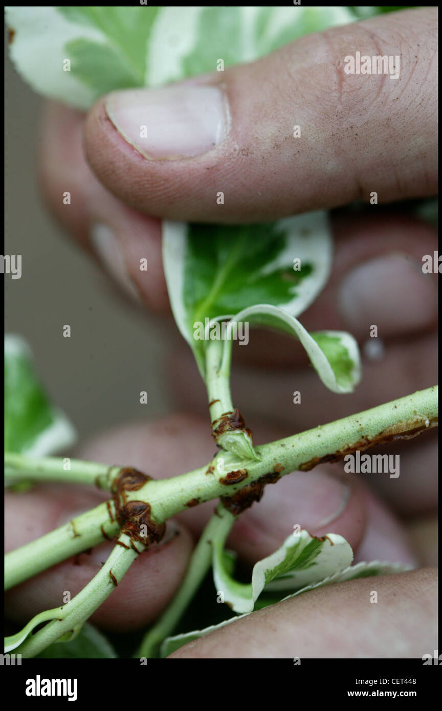 Semi ripe cuttings hi-res stock photography and images - Alamy
