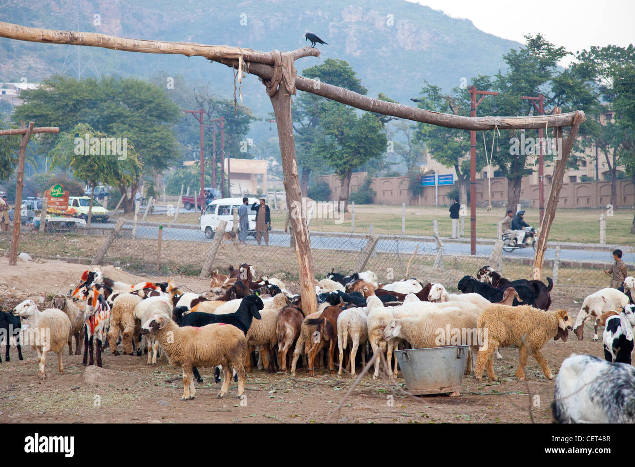Sheep in Islamabad, Pakistan Stock Photo - Alamy
