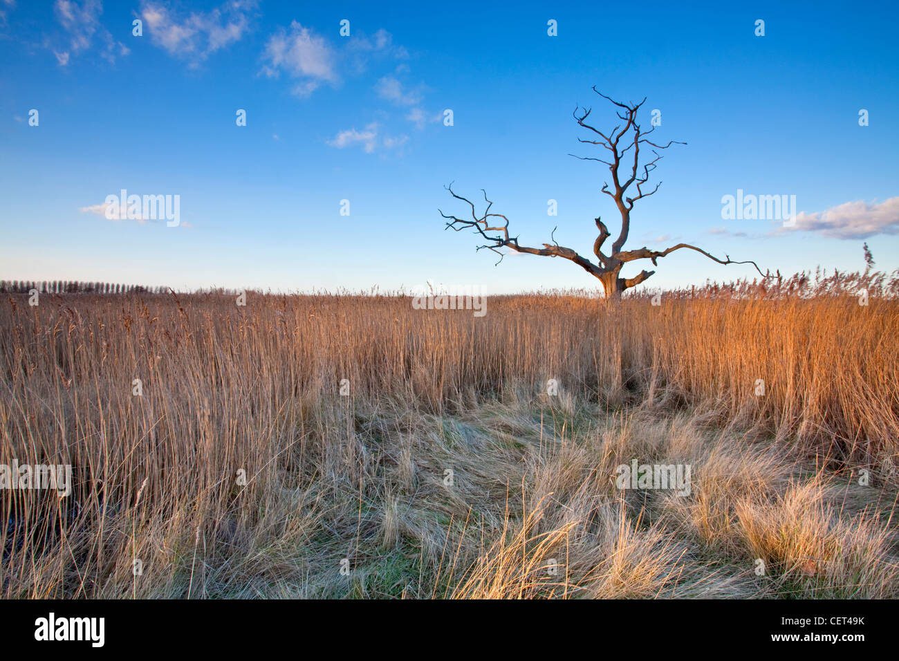 Suffolk landscape tree hi-res stock photography and images - Alamy