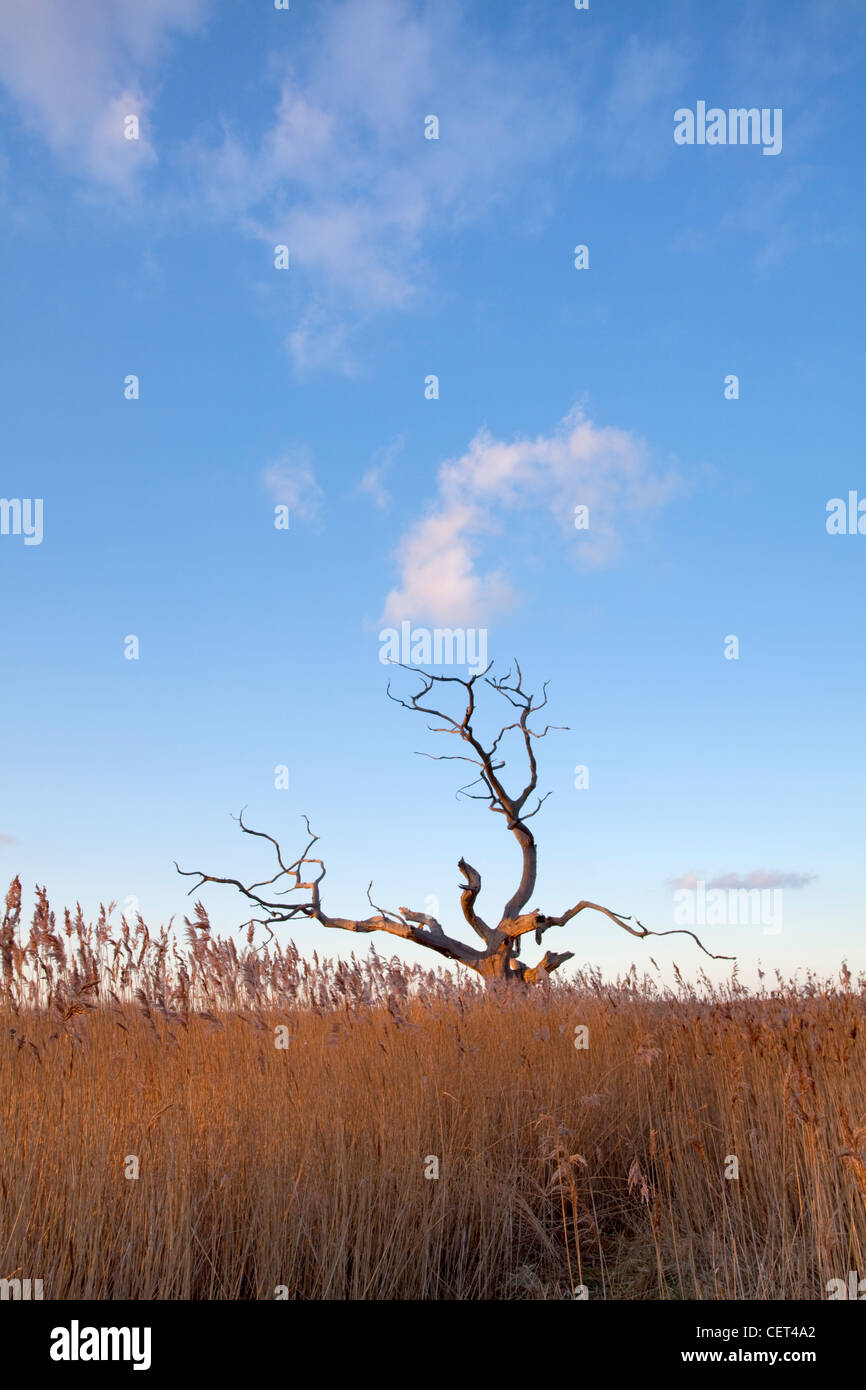 A lone dead tree in the Suffolk marshlands at Iken Stock Photo - Alamy
