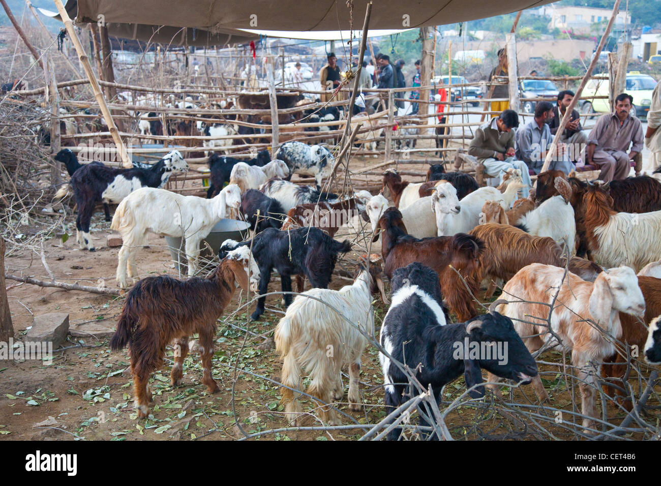Sheep in Islamabad, Pakistan Stock Photo - Alamy