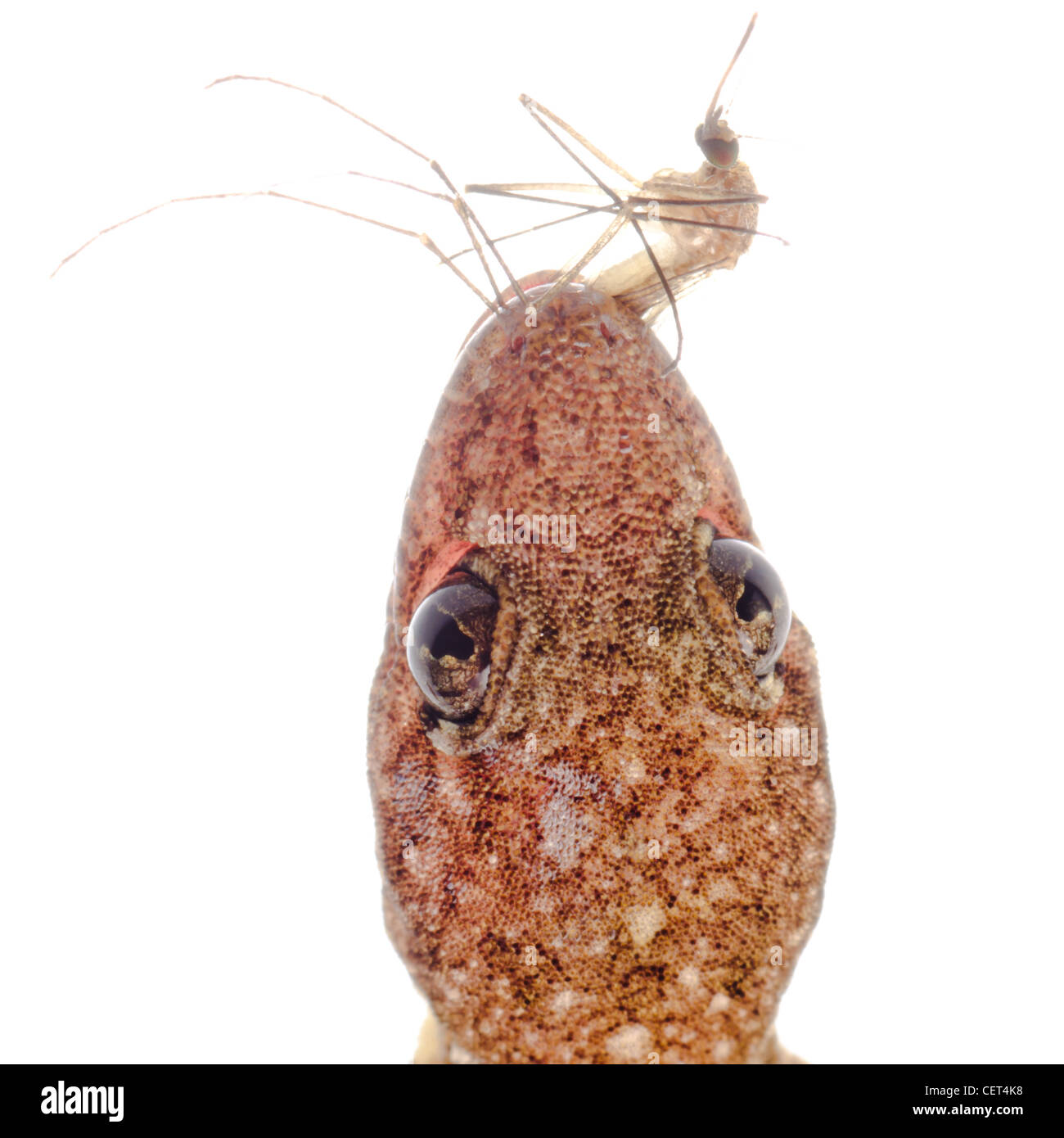 animal gecko eat mosquito bug isolated Stock Photo - Alamy