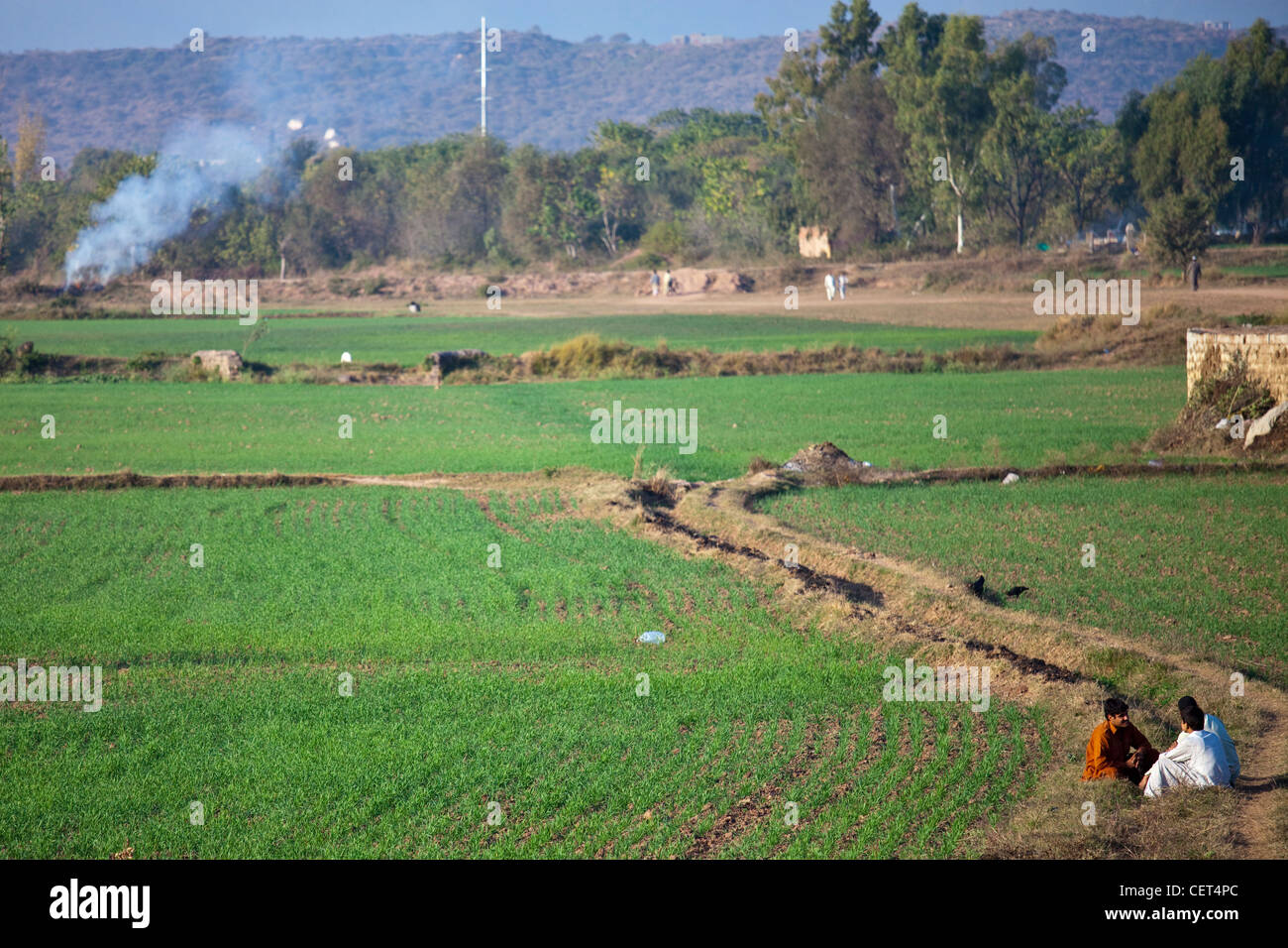 Field in Punjab Province, Pakistan Stock Photo - Alamy