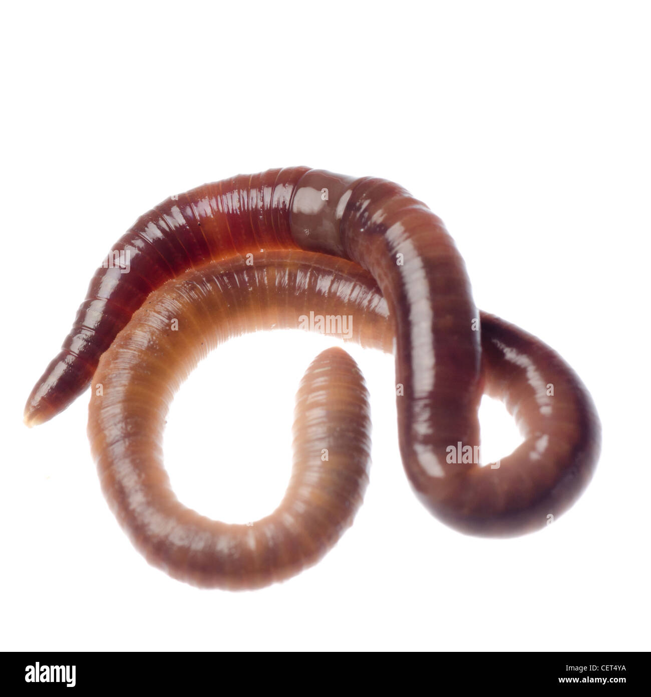 Earthworm crawling on white background Cut Out Stock Images & Pictures ...