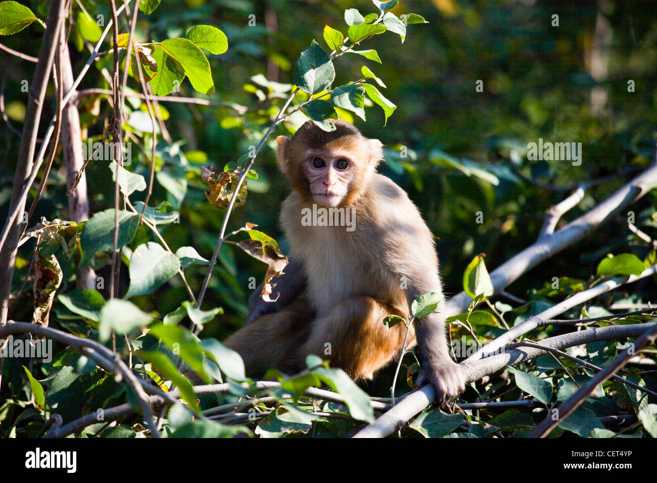 Thailand animal monkey hi-res stock photography and images - Alamy